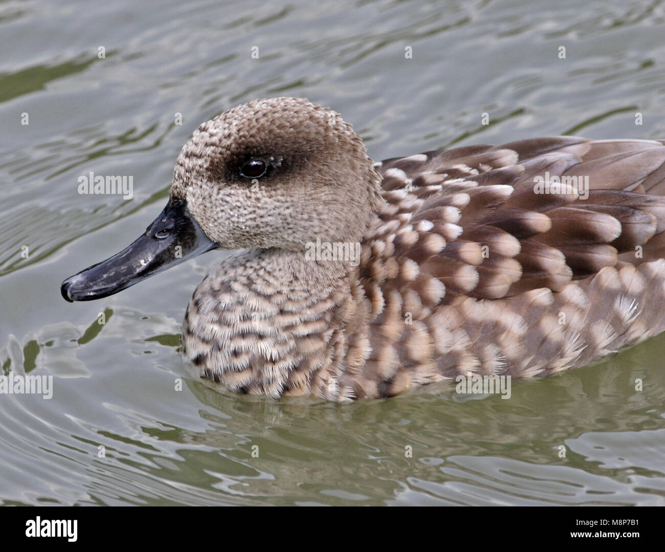 Marbled Teal (marmaronetta angustirostris Stock Photo - Alamy