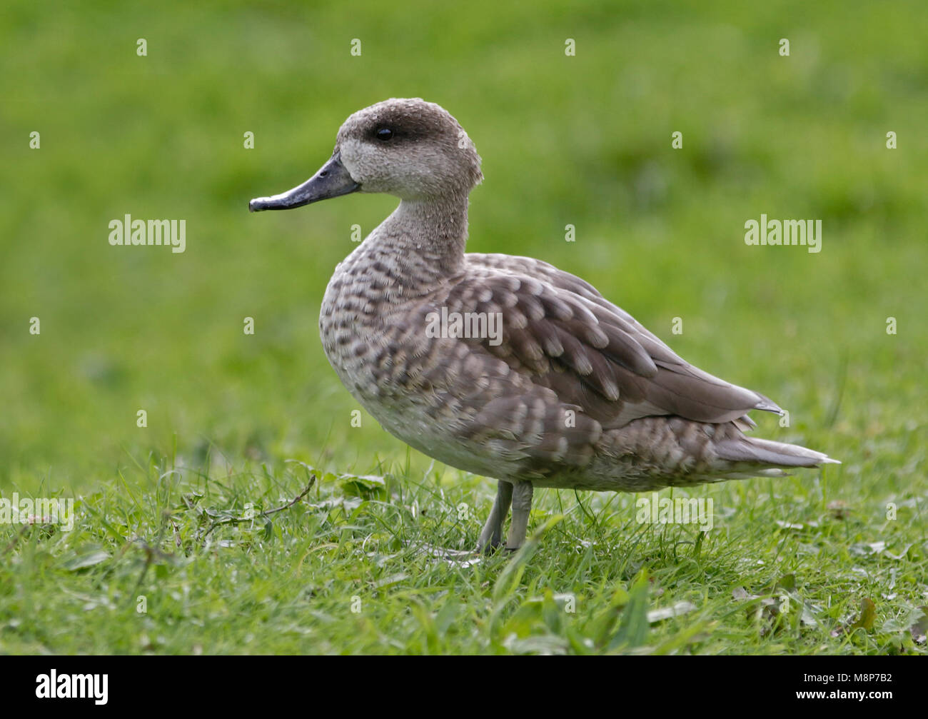 Marbled teals hi-res stock photography and images - Alamy