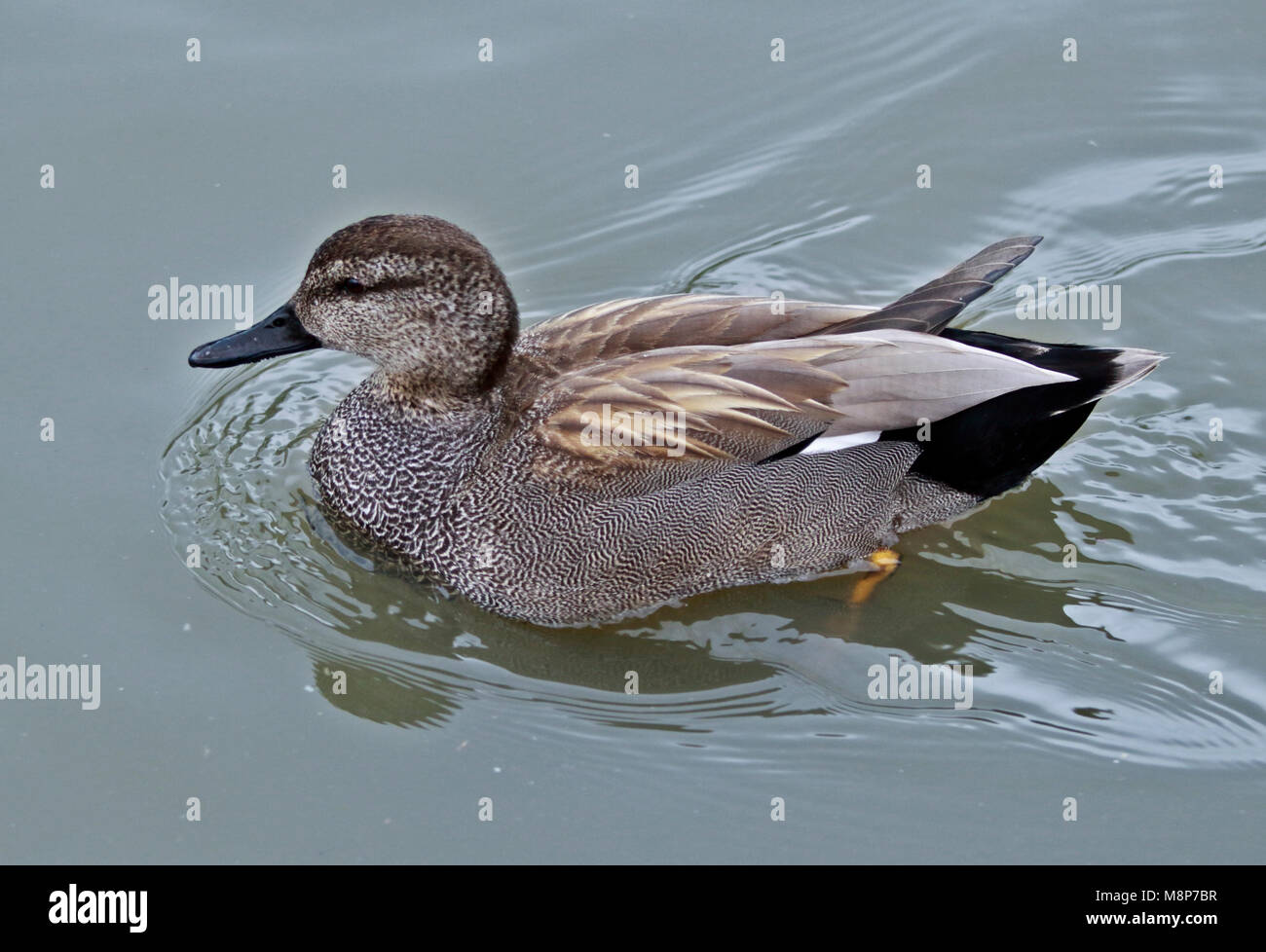 Falcated Duck Flying