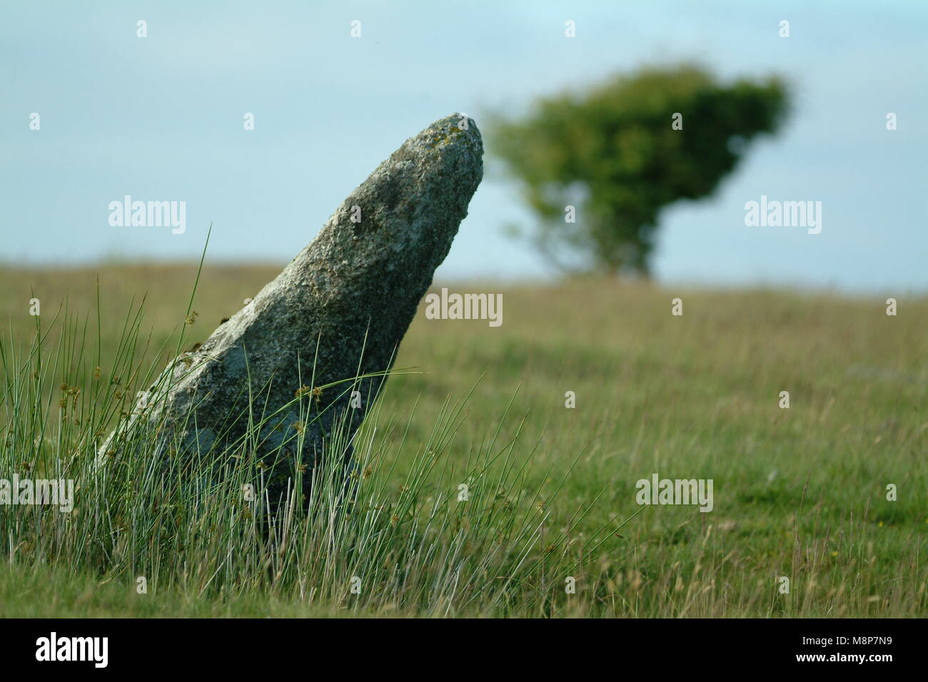 Pointed standing stone on Bodmin Moor Stock Photo - Alamy