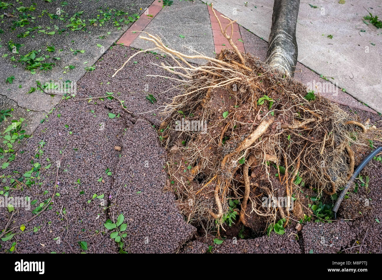 Uprooted tree causing damage to the footpath after the passage of ...