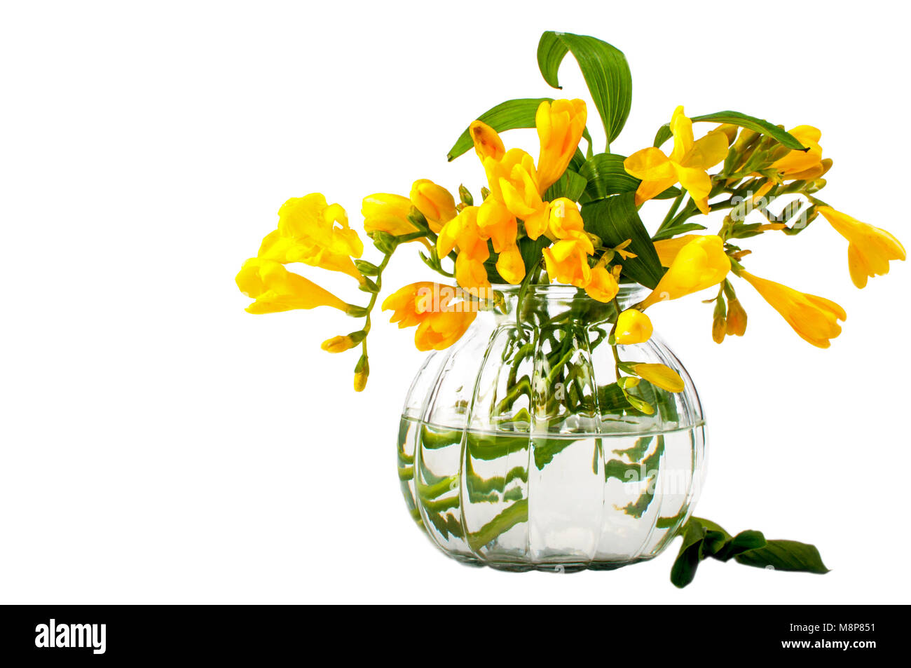 Aroma flowers Cut Out Stock Images & Pictures - Alamy