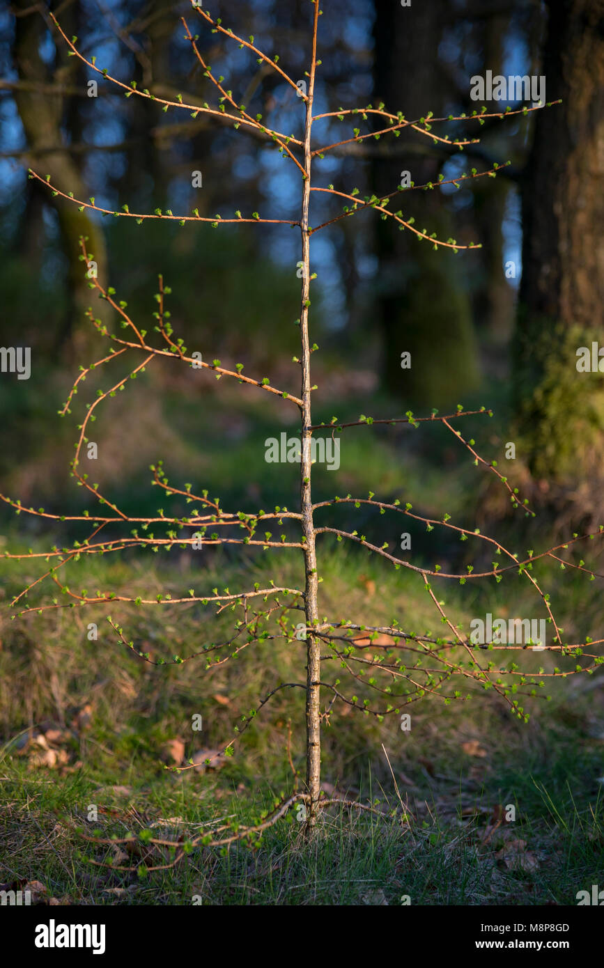 Small Larch tree sapling with vivid green new growth on the stems Stock ...