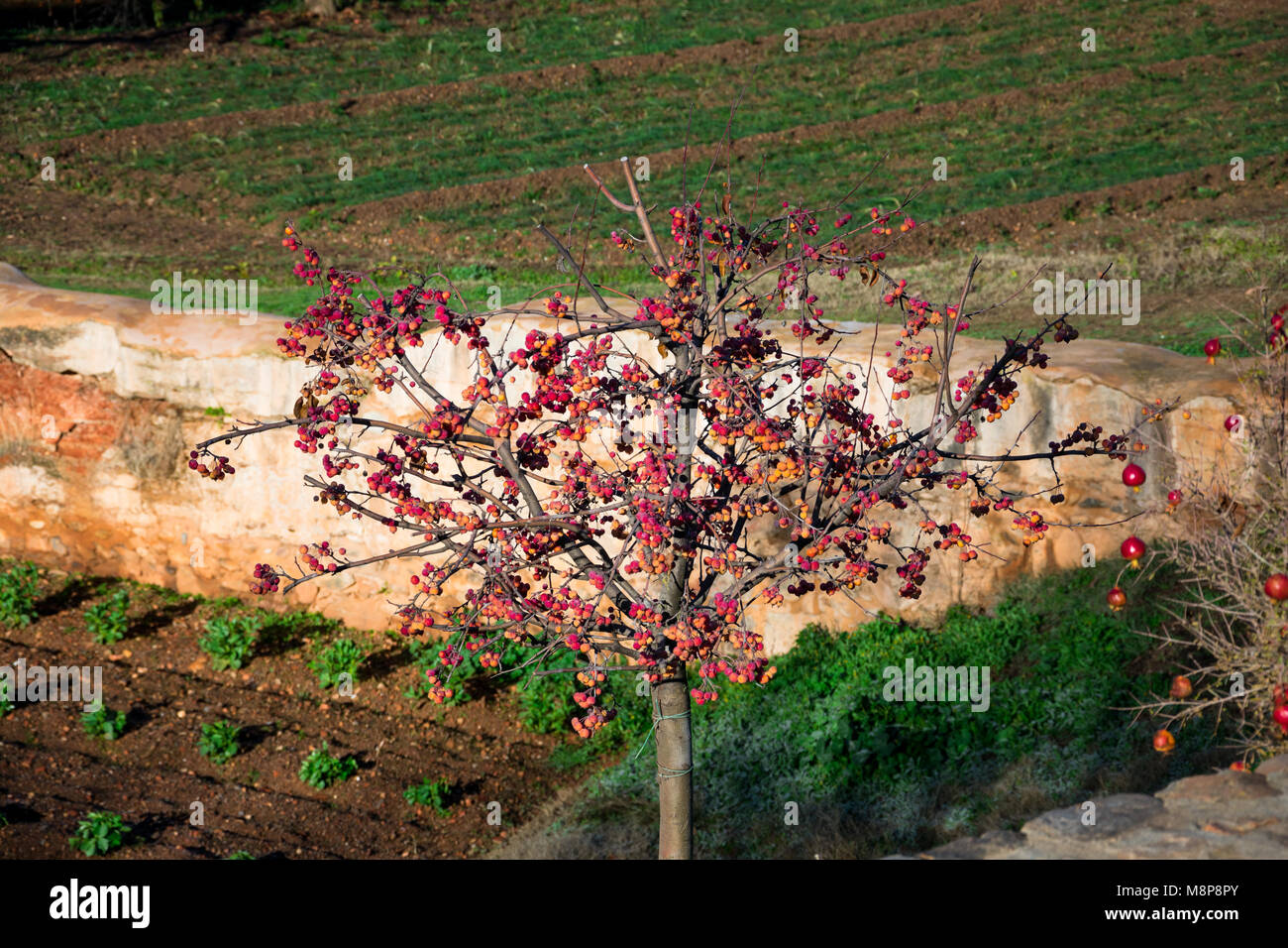 View of a pomegranate tree at Generalife gardes in Granada, Spain Stock ...