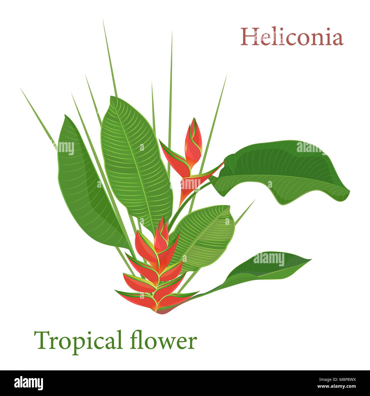 Branch tropical heliconia flower leaves. Watercolor realistic drawing ...