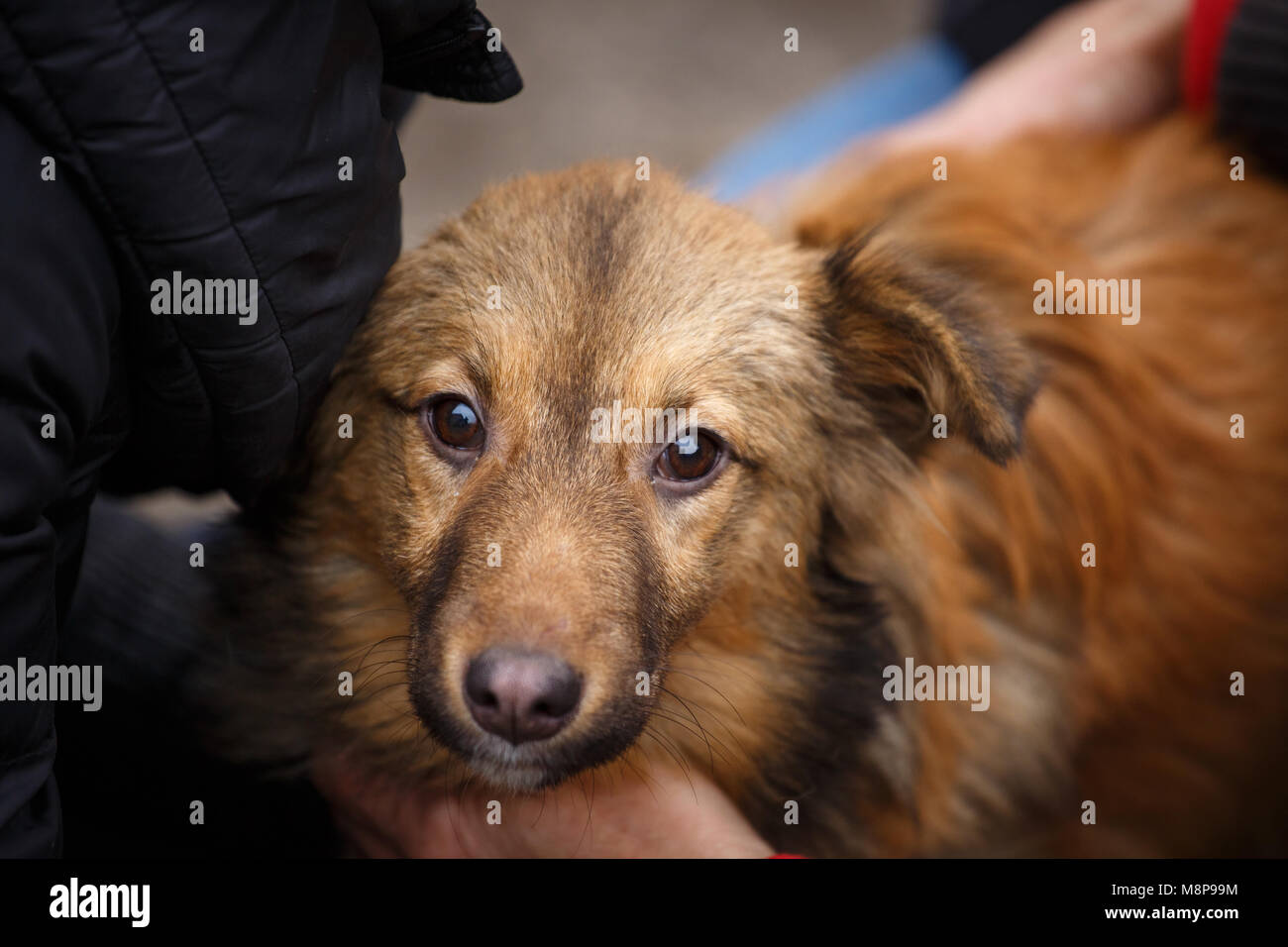 Homeless animals hi-res stock photography and images - Alamy
