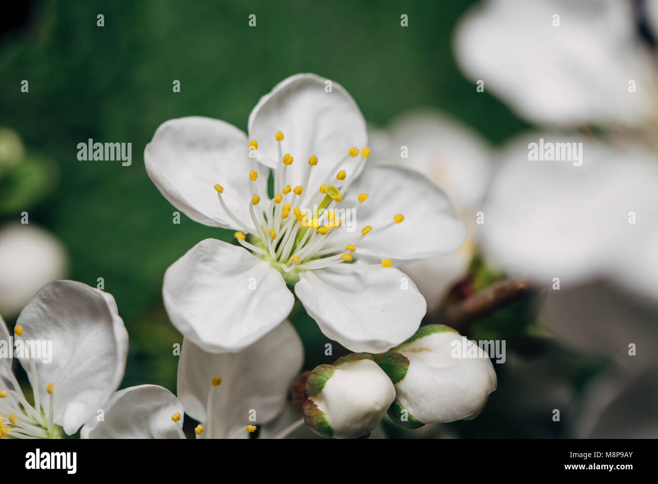 spring white flowers on a tree branch Stock Photo - Alamy