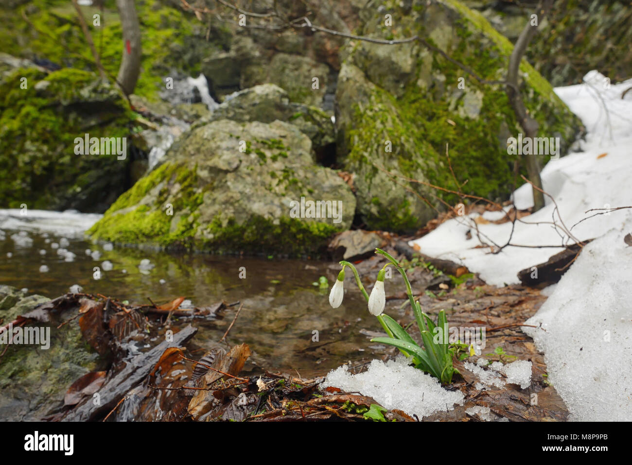 Snowdrops in spring forest Stock Photo - Alamy