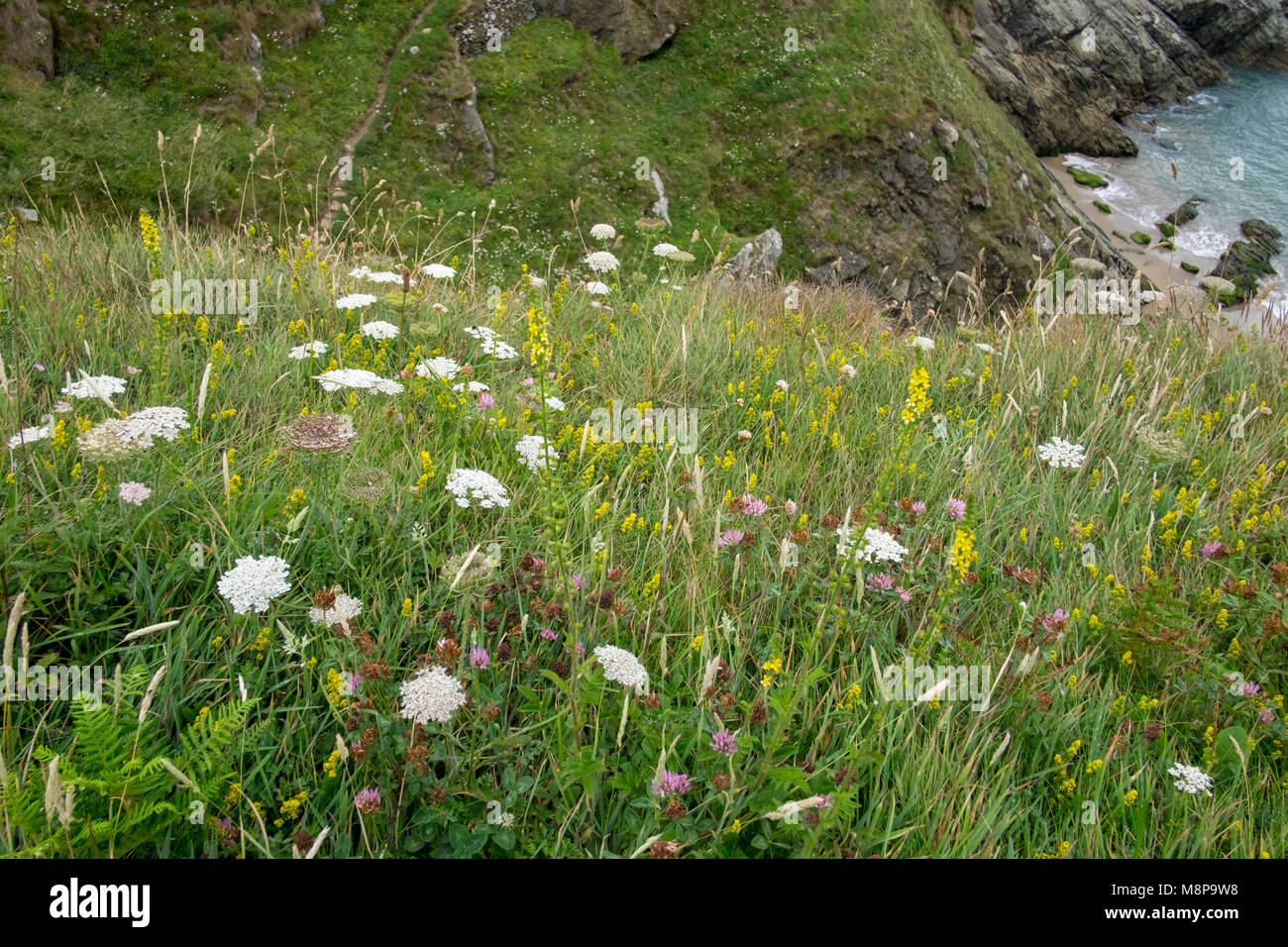 Wildflowers carpeting cliff side meadow in South Devon. Lady's Bedstraw ...