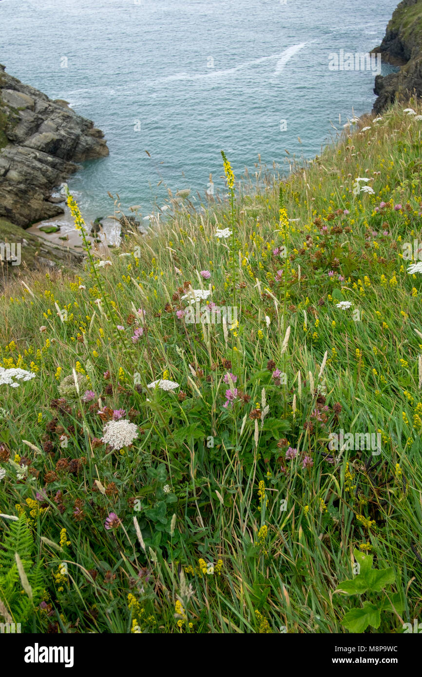 Cliff side flower hi-res stock photography and images - Alamy