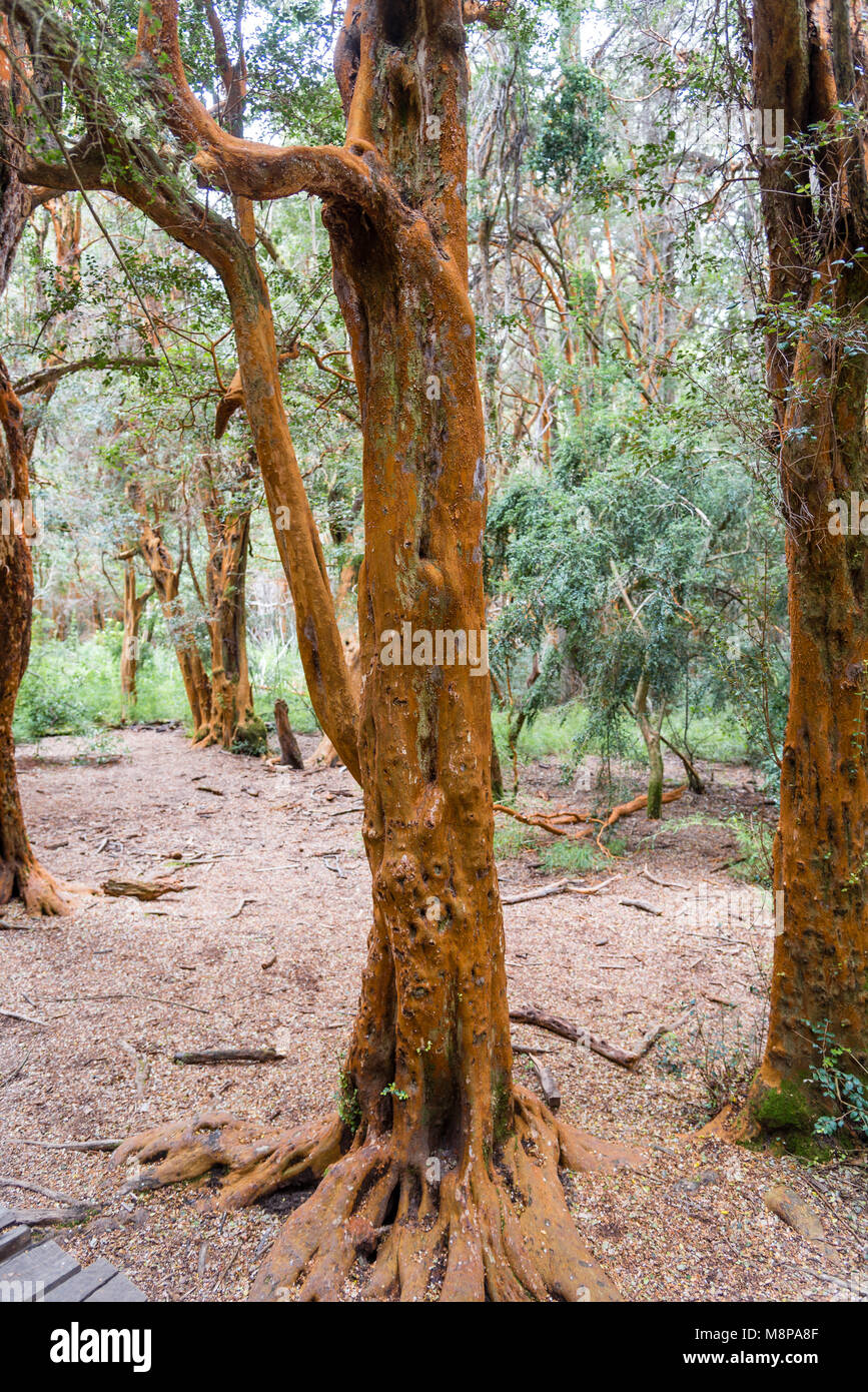 Arrayan trees in Bariloche, Patagonia Stock Photo - Alamy