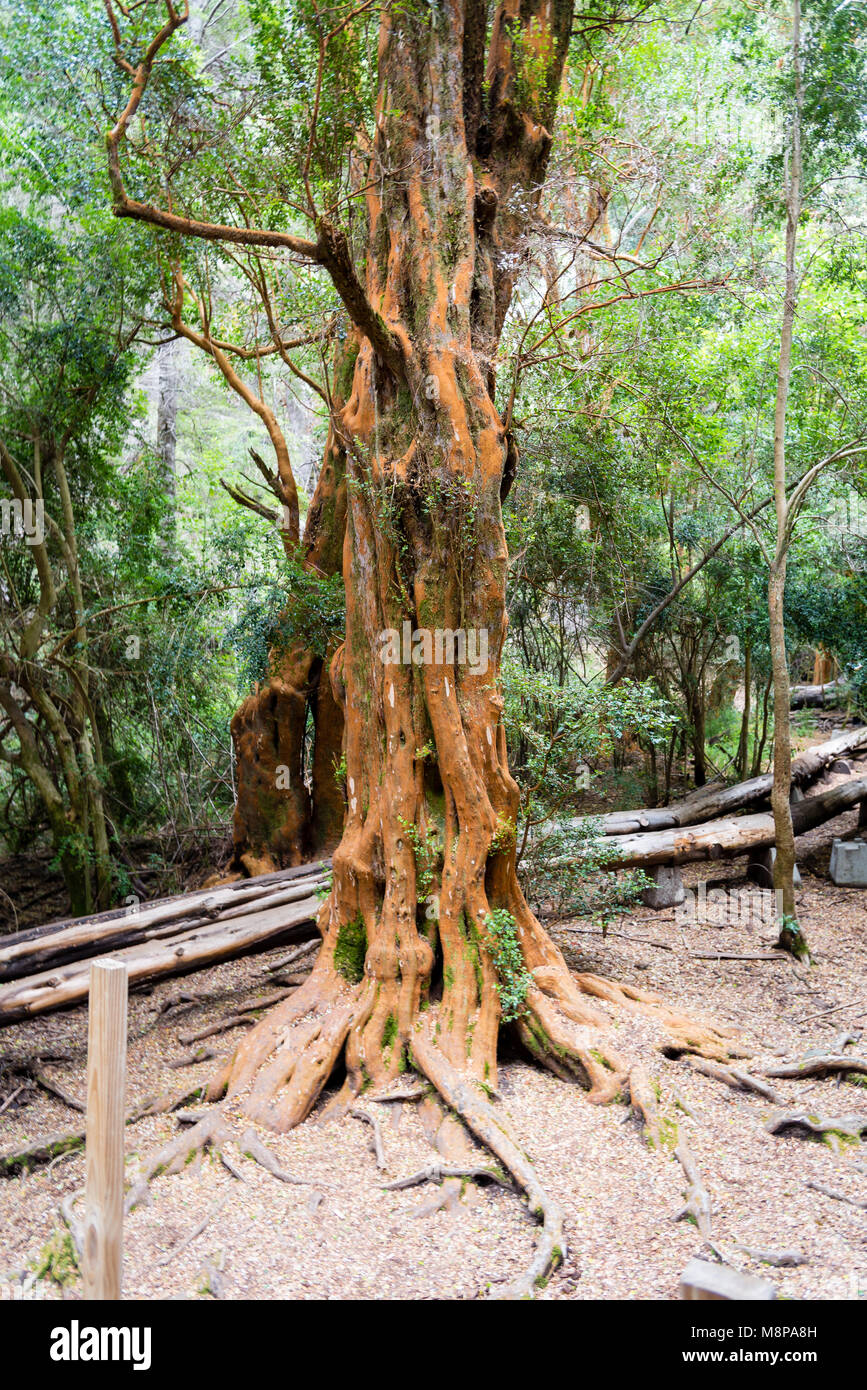 Arrayan trees in Bariloche, Patagonia Stock Photo - Alamy