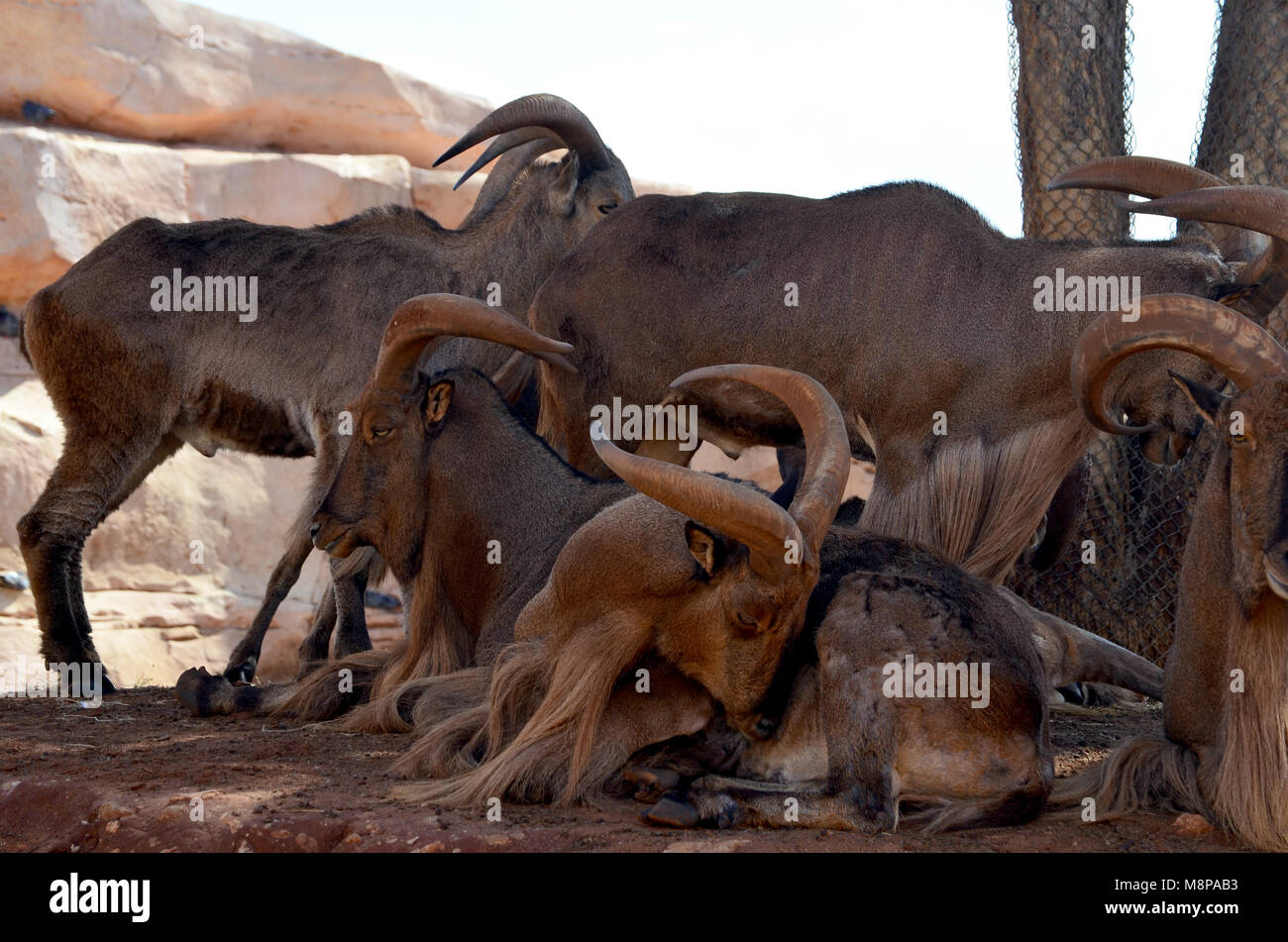 Rabat Zoo High Resolution Stock Photography and Images - Alamy
