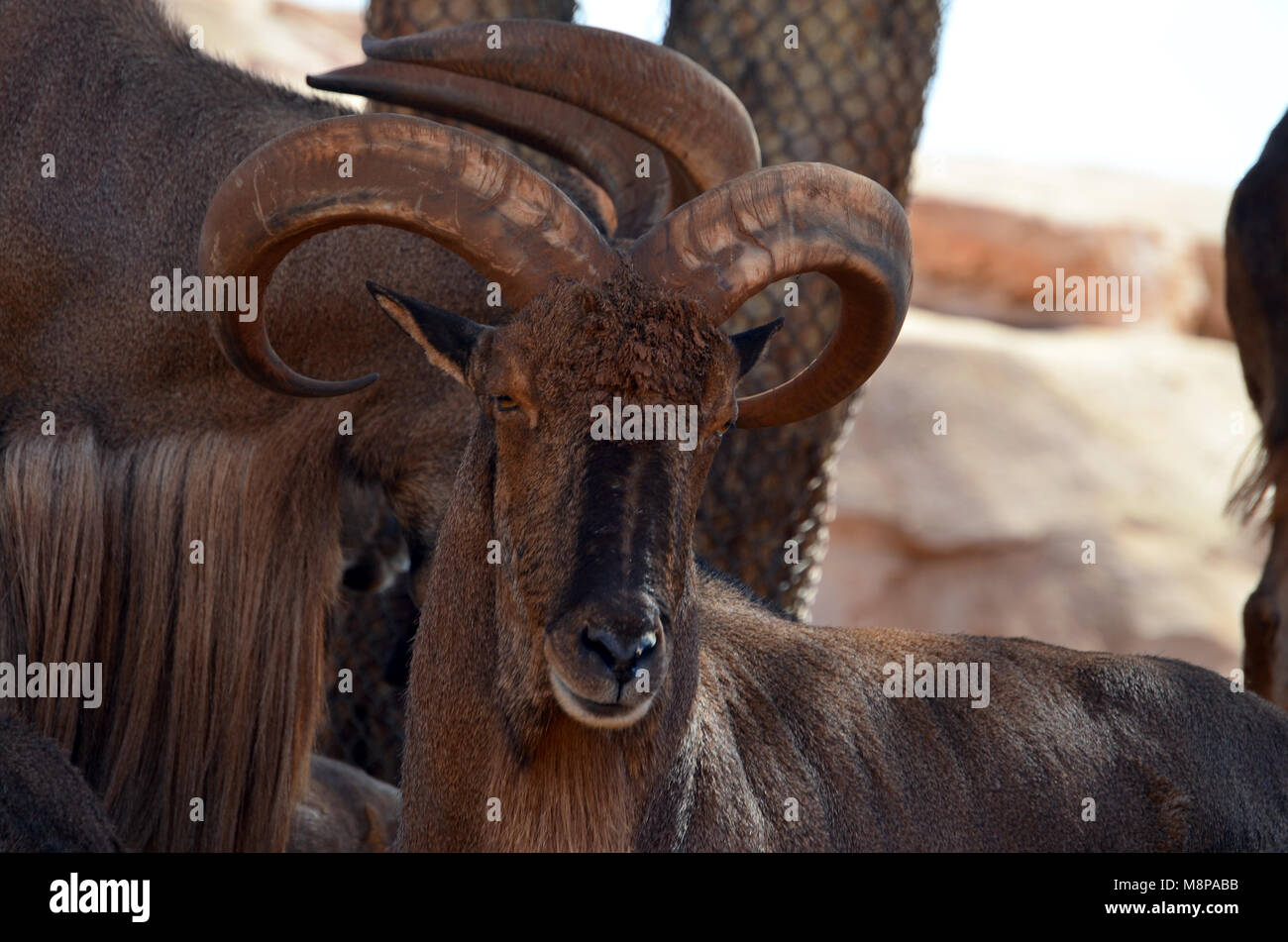 Rabat zoo hi-res stock photography and images - Alamy