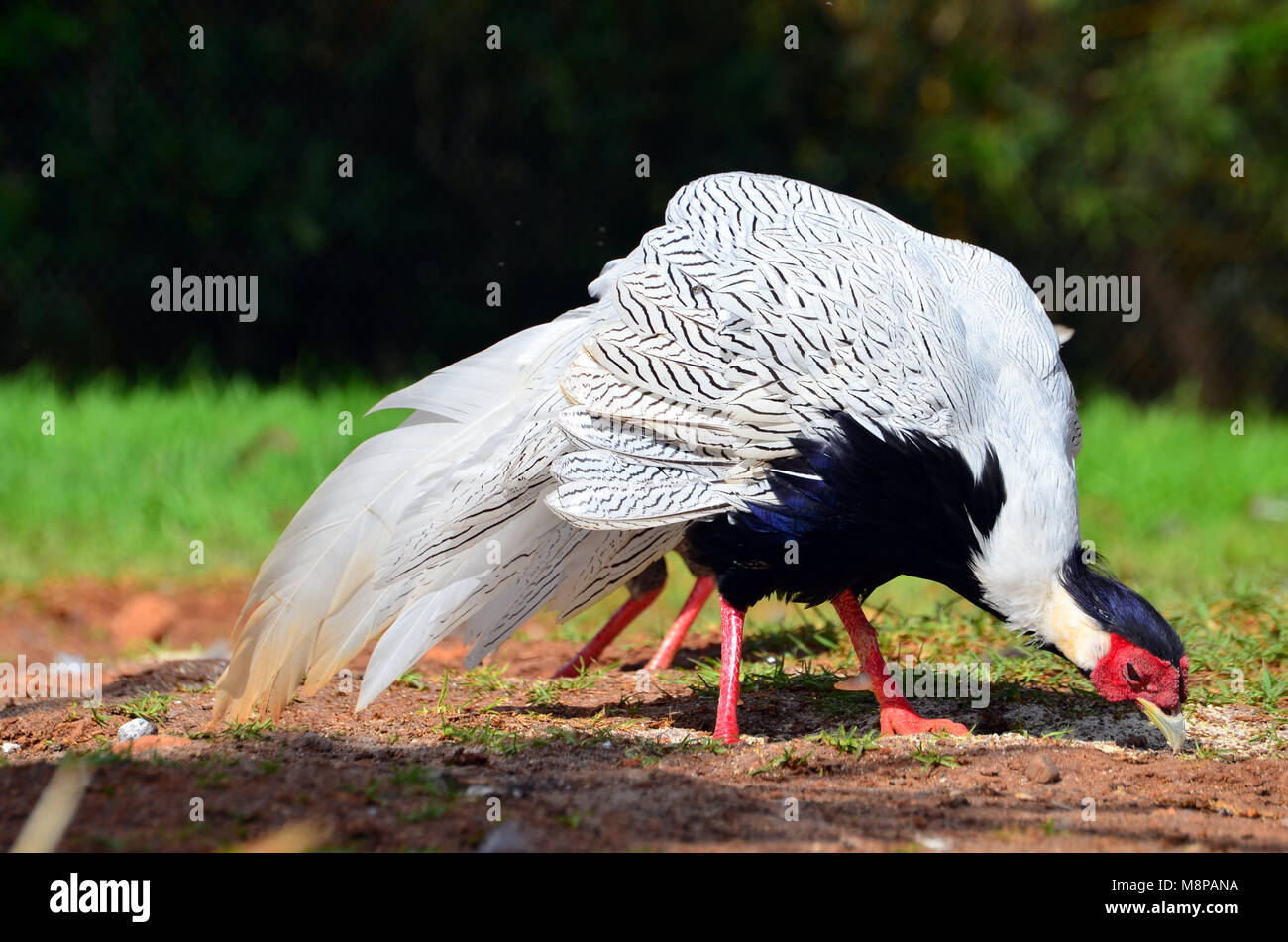 Rabat Zoo High Resolution Stock Photography and Images - Alamy