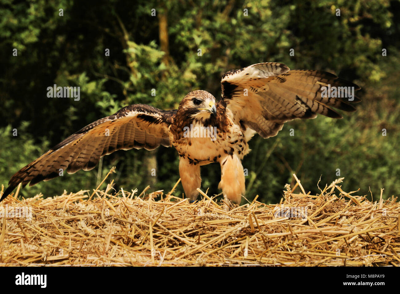 A Buzzard in flight Stock Photo - Alamy
