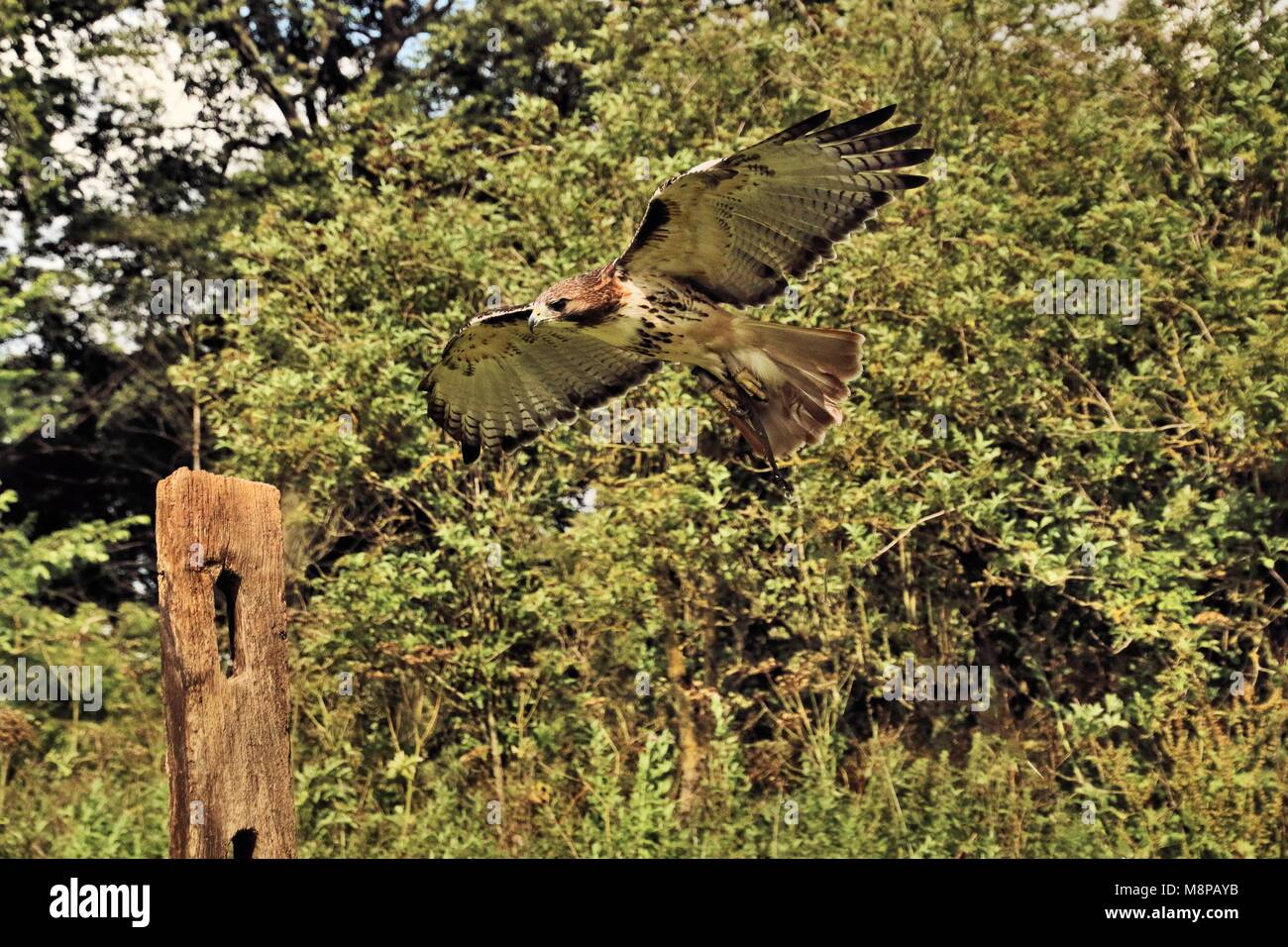 Buzzard in flight hi-res stock photography and images - Alamy