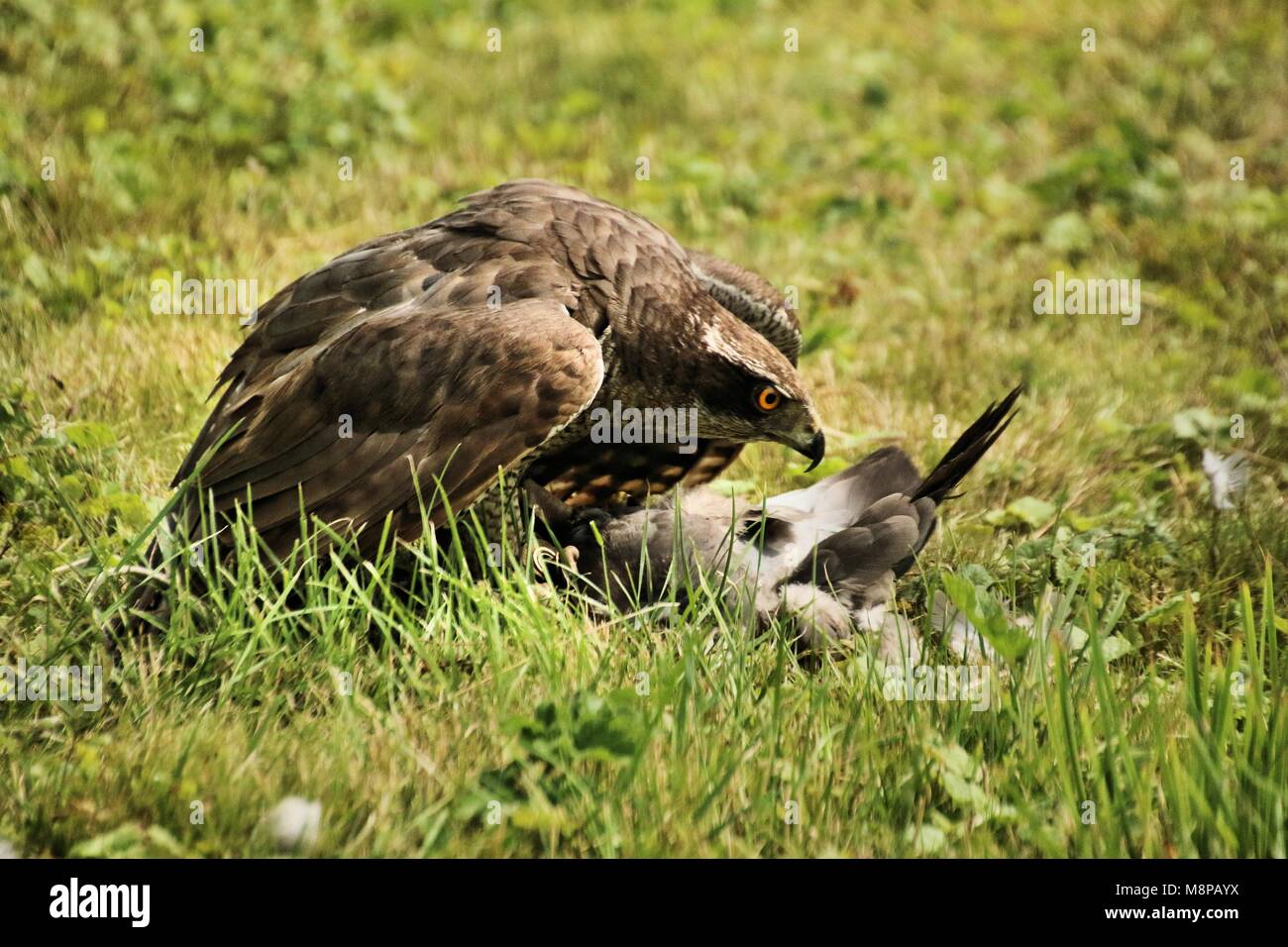A Goshawk with prey Stock Photo - Alamy