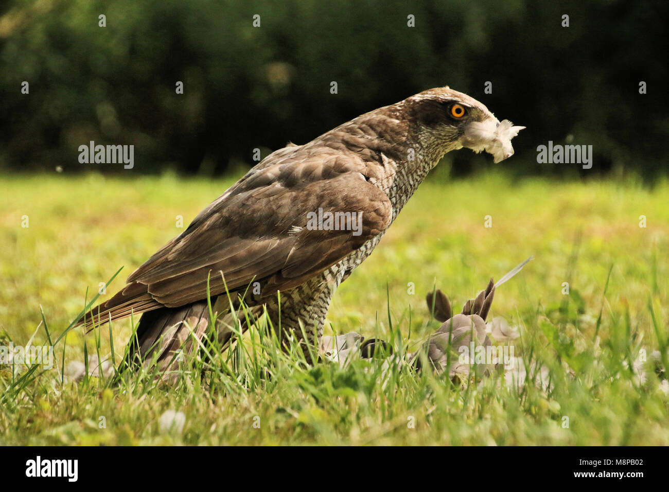 A Goshawk with prey Stock Photo - Alamy