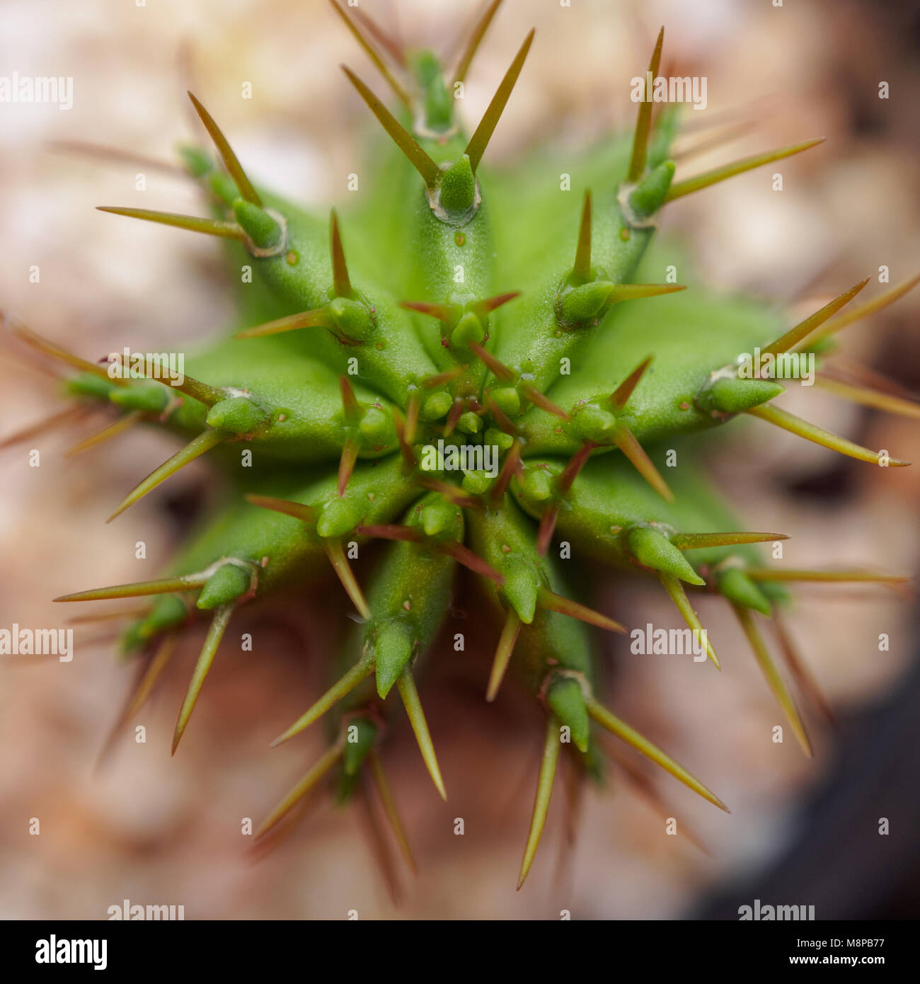 Closeup of small Cactus top view Stock Photo - Alamy