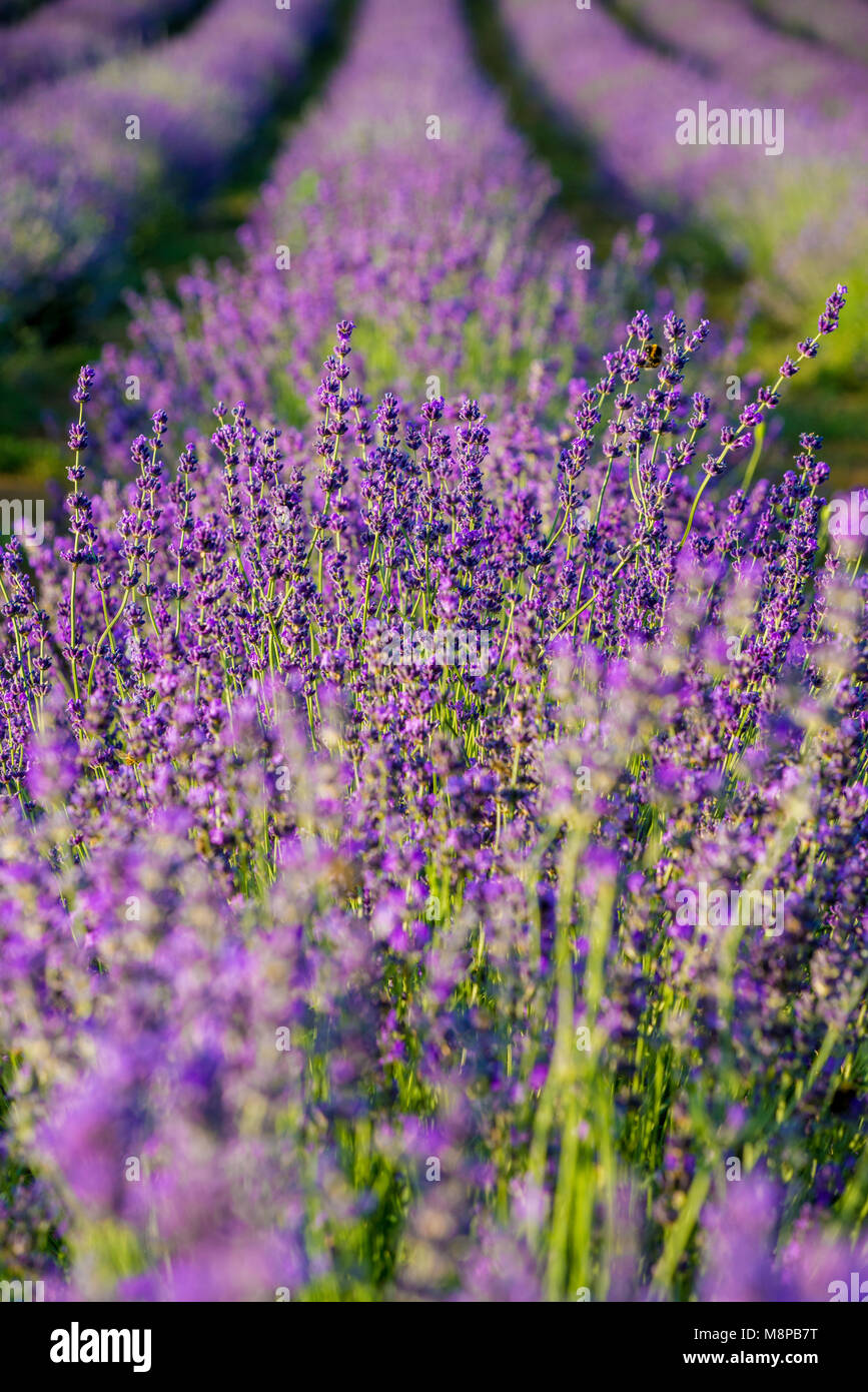 Rows of a long purple Levander Field Stock Photo - Alamy