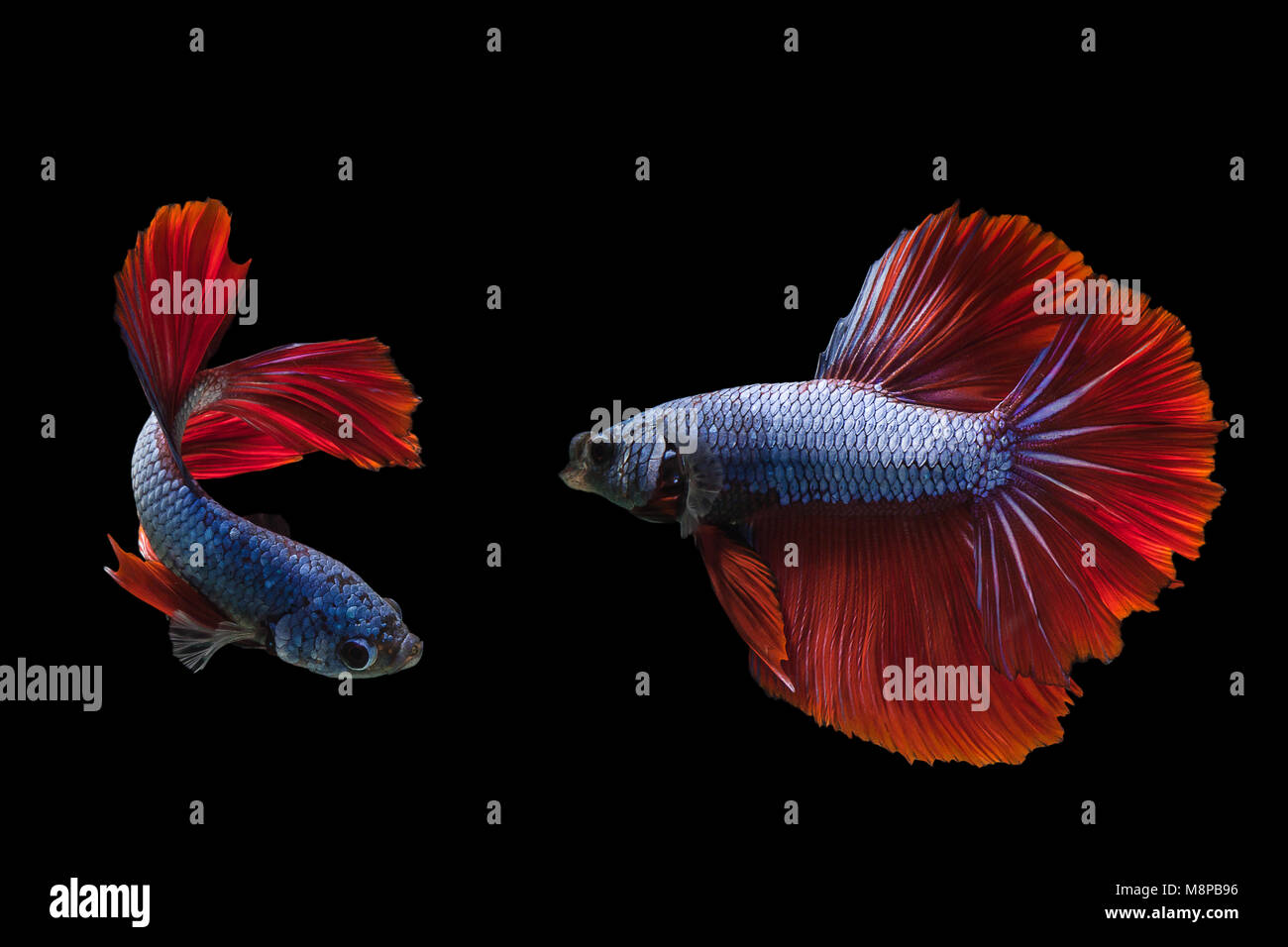 Siamese fighting fish,Half Moon long red tail(HMPK),Betta splendens ...