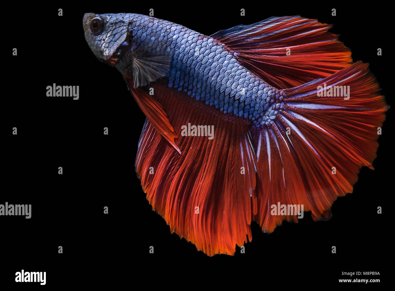 Siamese fighting fish,Half Moon long red tail(HMPK),Betta splendens ...