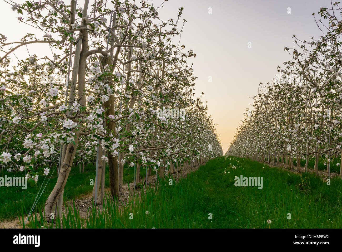 Apple Orchard showing apple trees in full bloom with beautiful red and ...