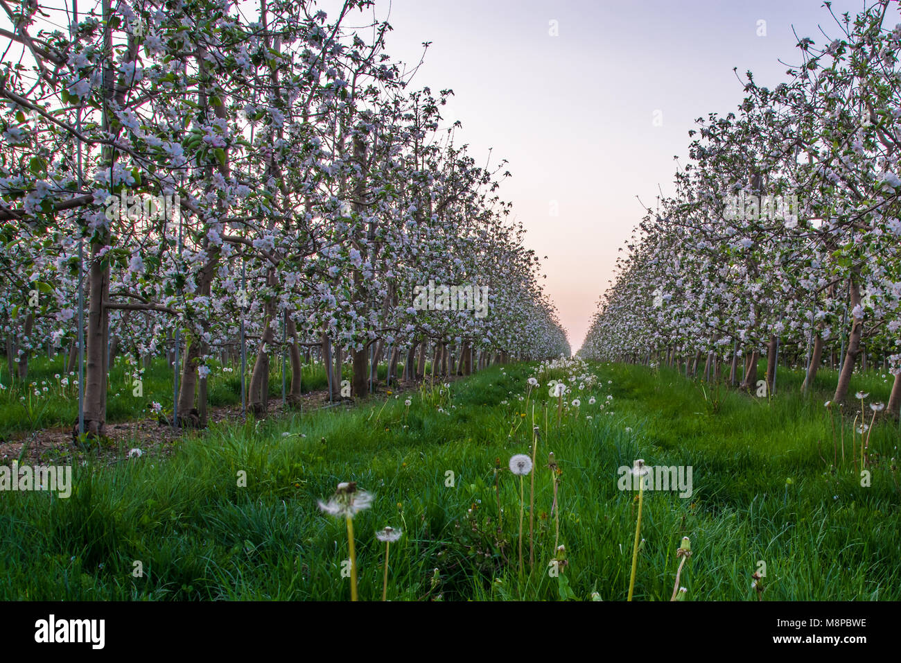 Apple Orchard showing apple trees in full bloom with beautiful red and ...