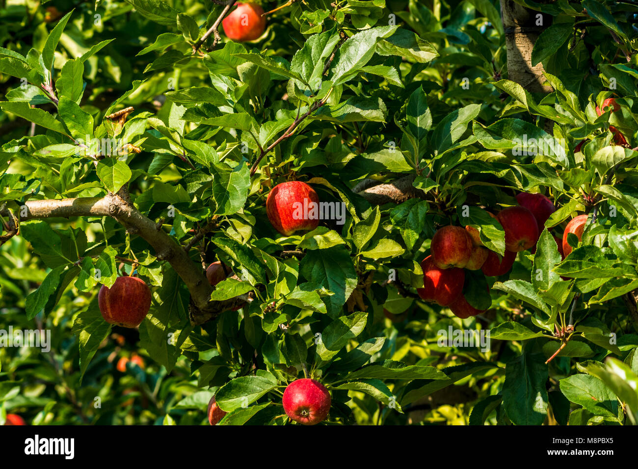 Apple Orchard featuring apple trees with colorful delicious ripe red ...