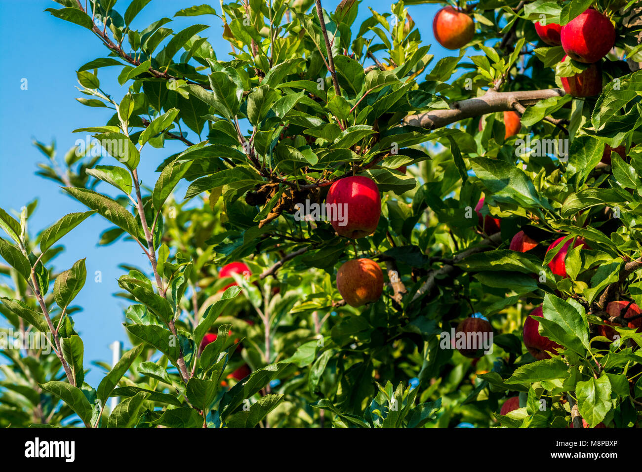 Apple Orchard featuring apple trees with colorful delicious ripe red ...