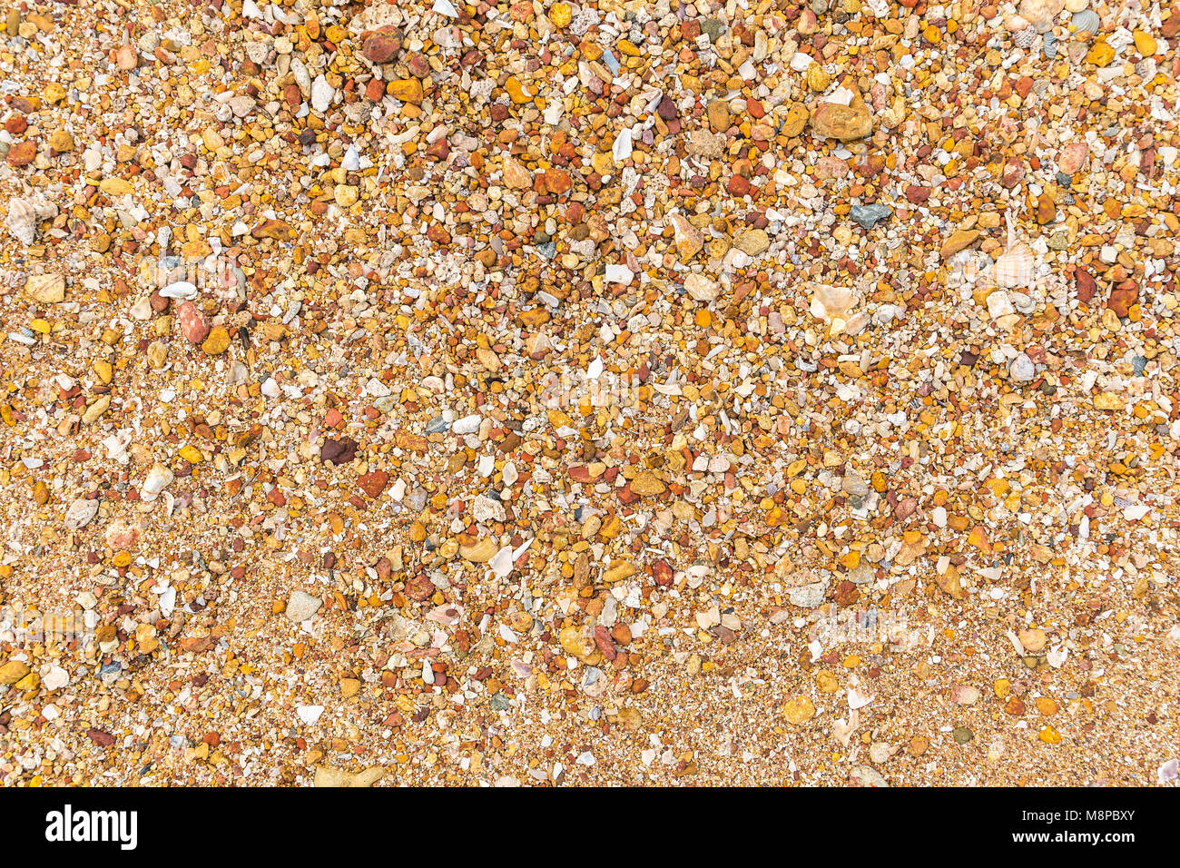 close up beautiful background and texture of nature sea shell pattern ...