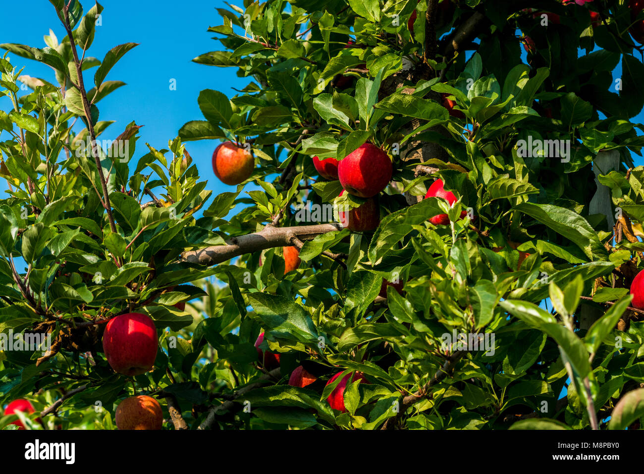 Apple Orchard featuring apple trees with colorful delicious ripe red ...