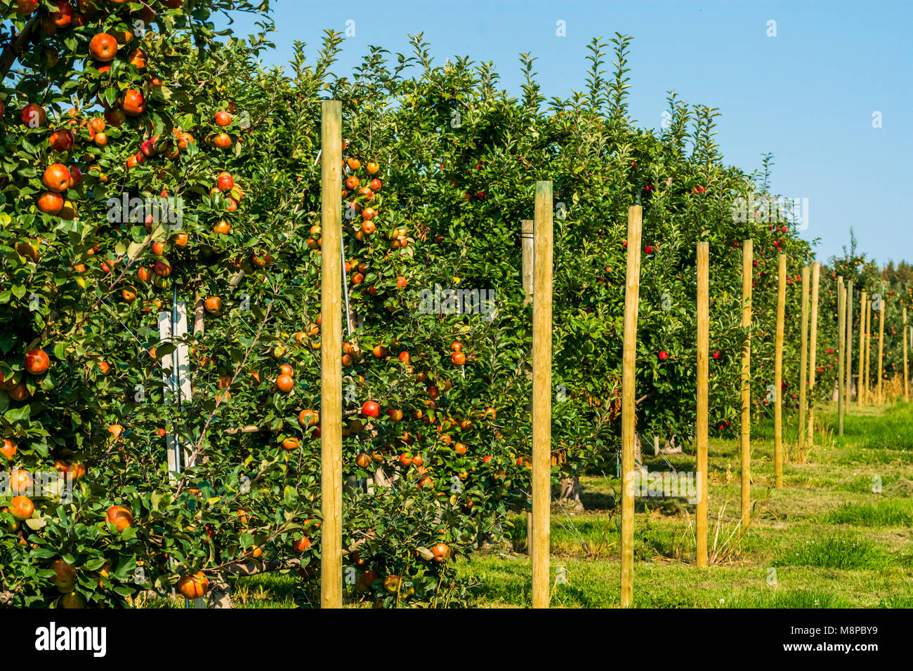 Apple Orchard featuring apple trees with colorful delicious ripe red ...