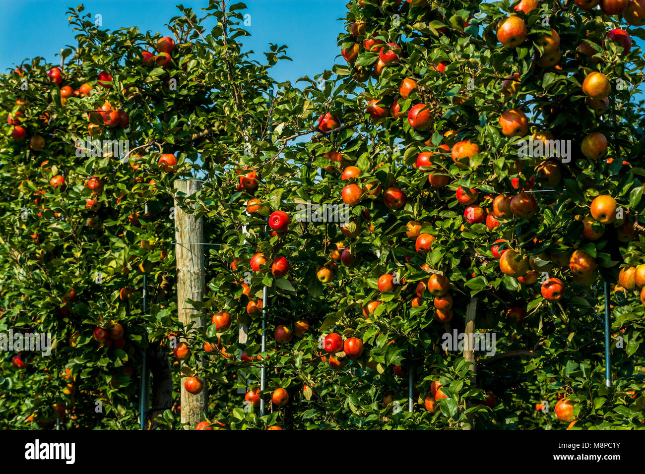 Apple Orchard featuring apple trees with colorful delicious ripe red ...
