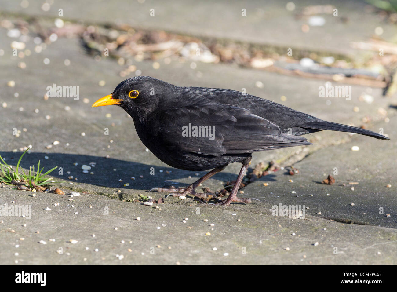 Black bird (Turdus merula) Feeding on mixed seed scattered on pavement ...