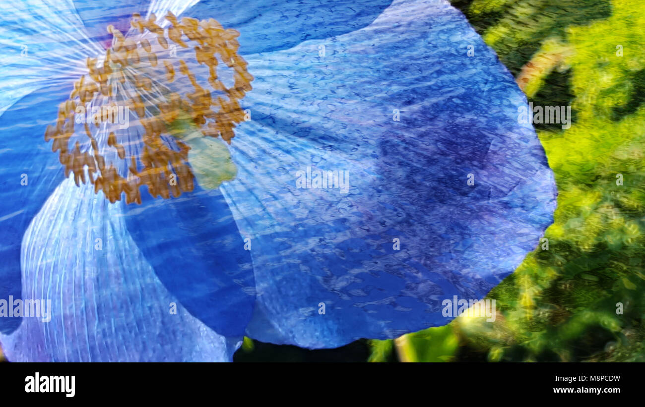 Abstract backgrounds,, floral motifs, various colours, colorful Stock ...