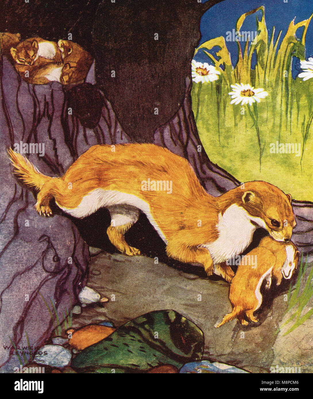 Female Weasel moving her offspring to a place of greater safety Stock ...