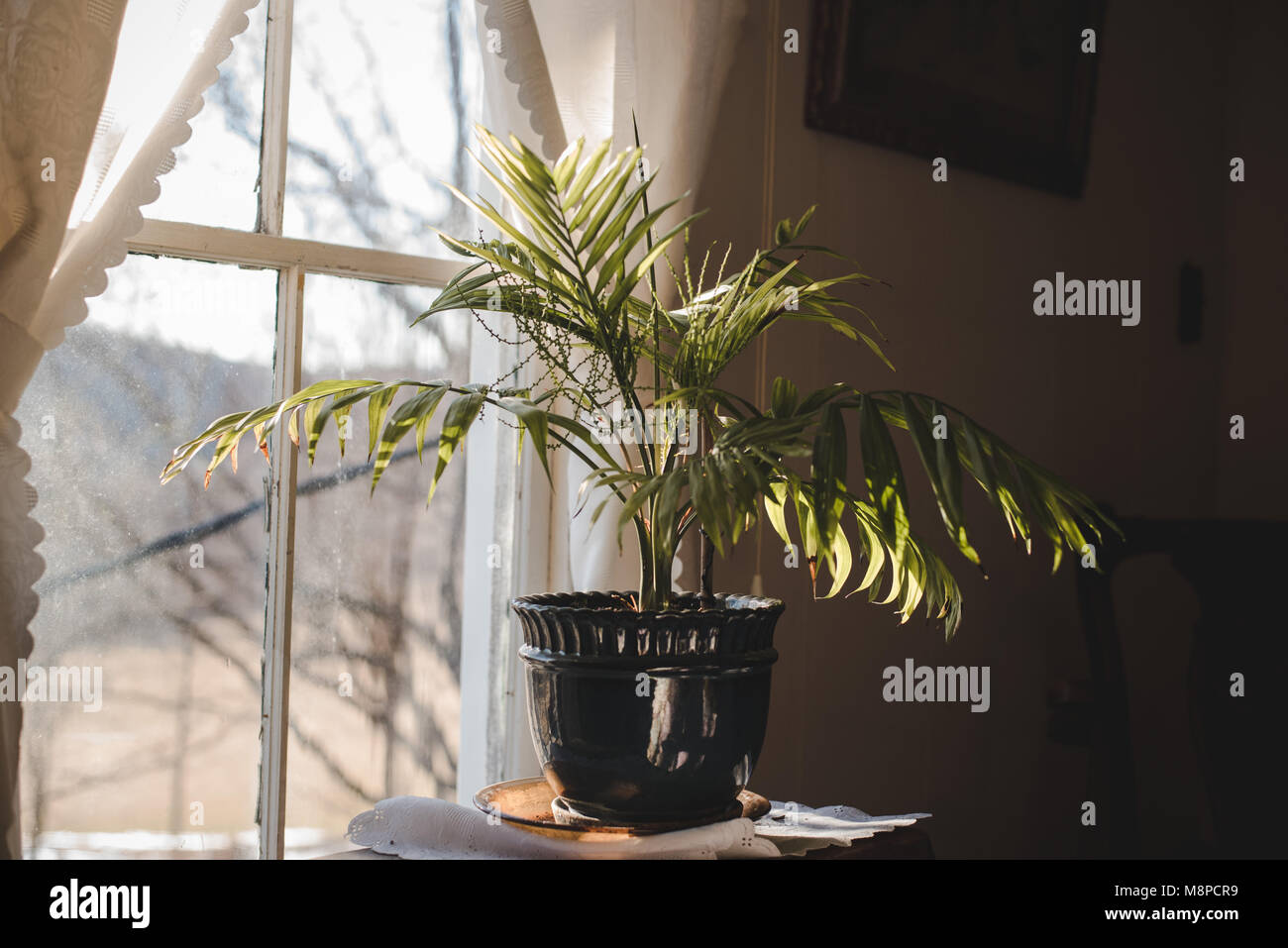 A plant sits in an open window with the afternoon sun hitting it Stock ...