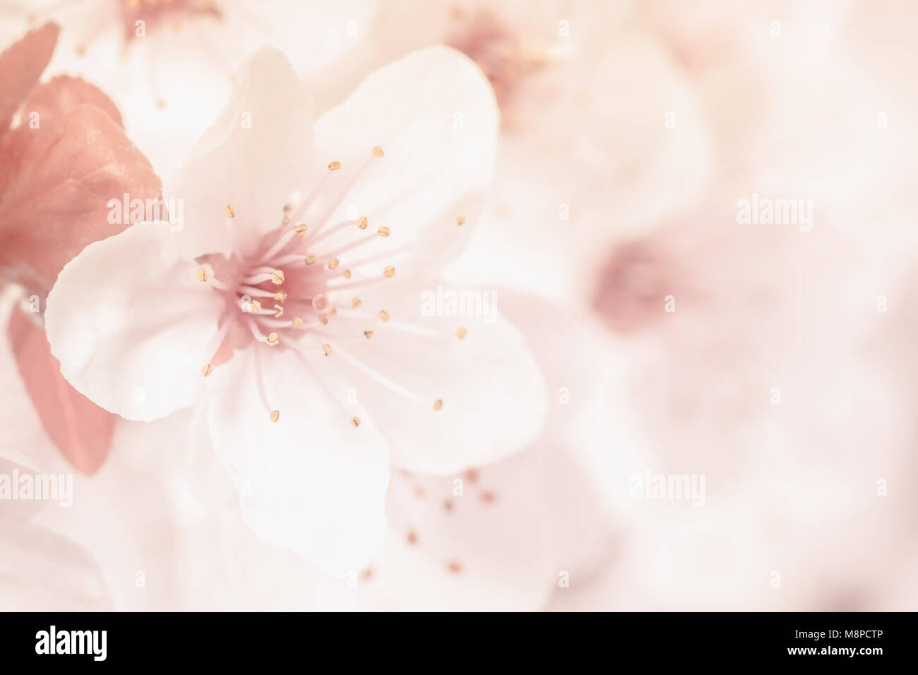 Pastel colored background concept with detailed close-up cherry blossom ...