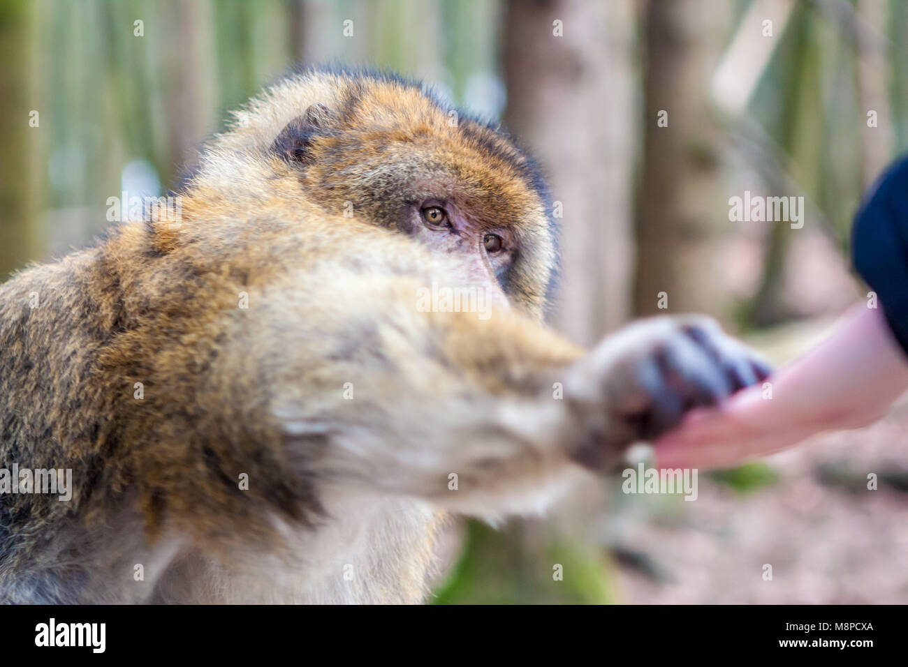 Human hand ape hand hi-res stock photography and images - Alamy