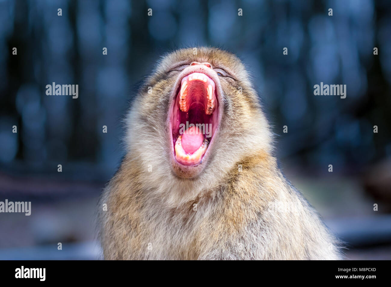 Macaque screaming hi-res stock photography and images - Alamy