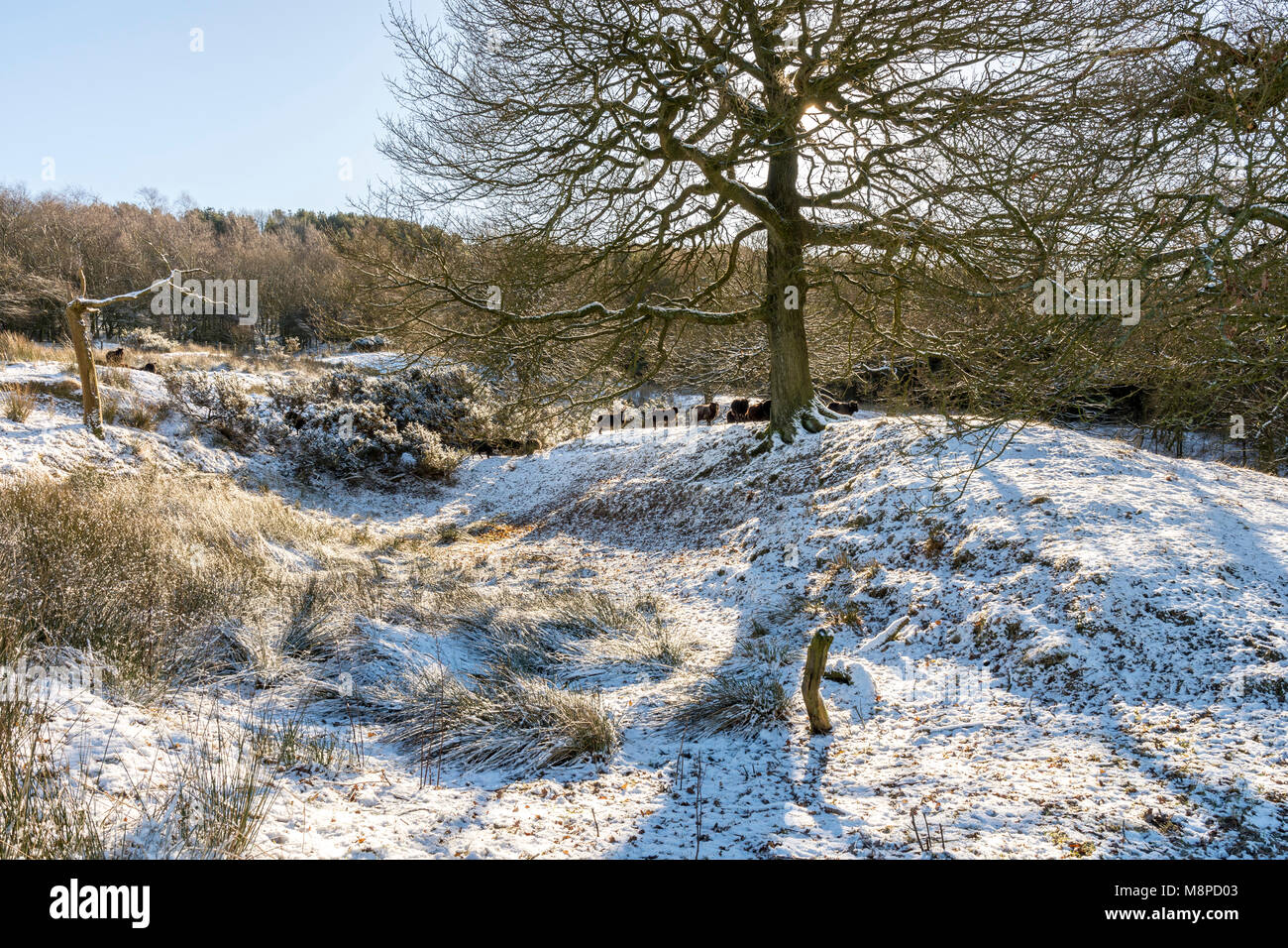 A frozen winter scene as black sheep look on in the distance Stock ...