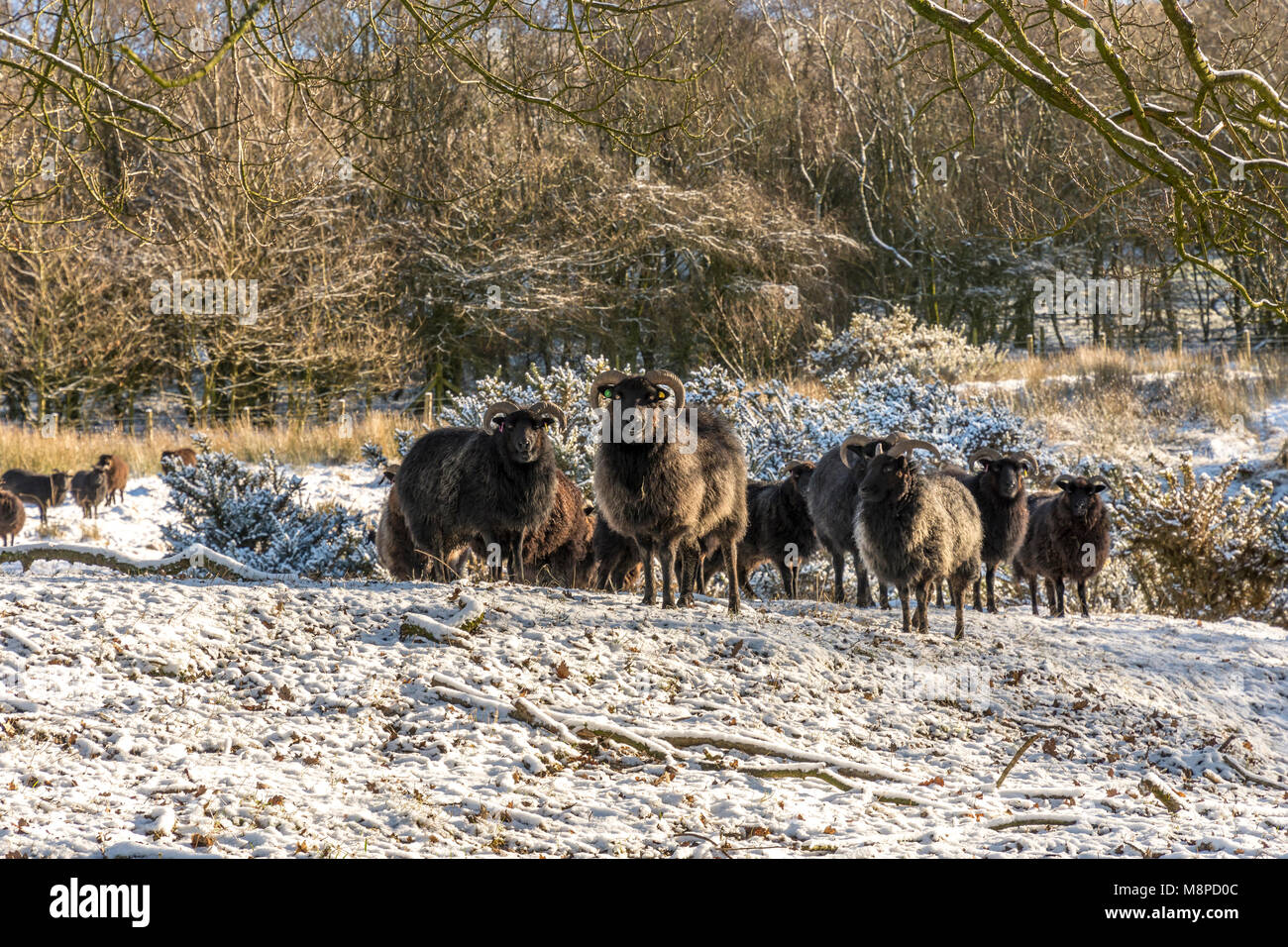 A frozen winter scene as black sheep look on in the distance Stock ...