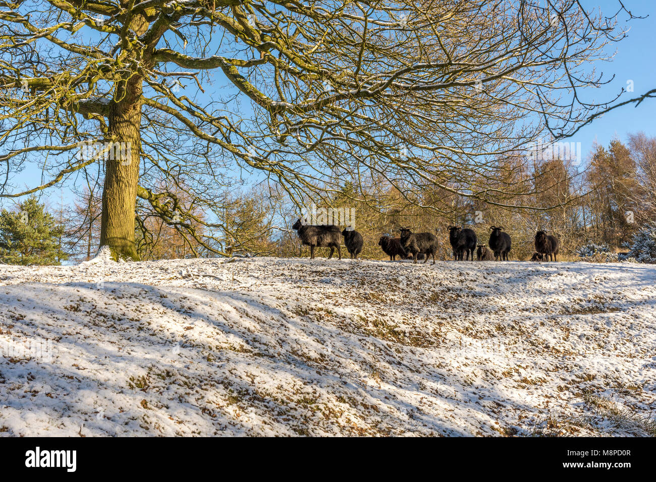 A frozen winter scene as black sheep look on in the distance Stock ...