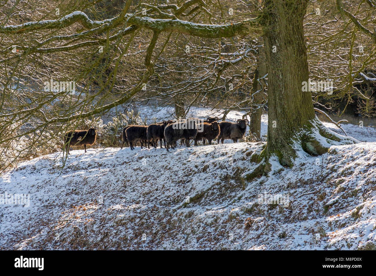 A frozen winter scene as black sheep look on in the distance Stock ...