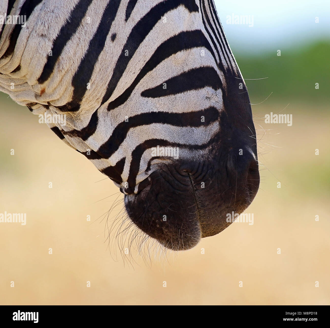 Zebra close up showing the mouth, Ol Pejeta Conservancy, Kenya Stock ...