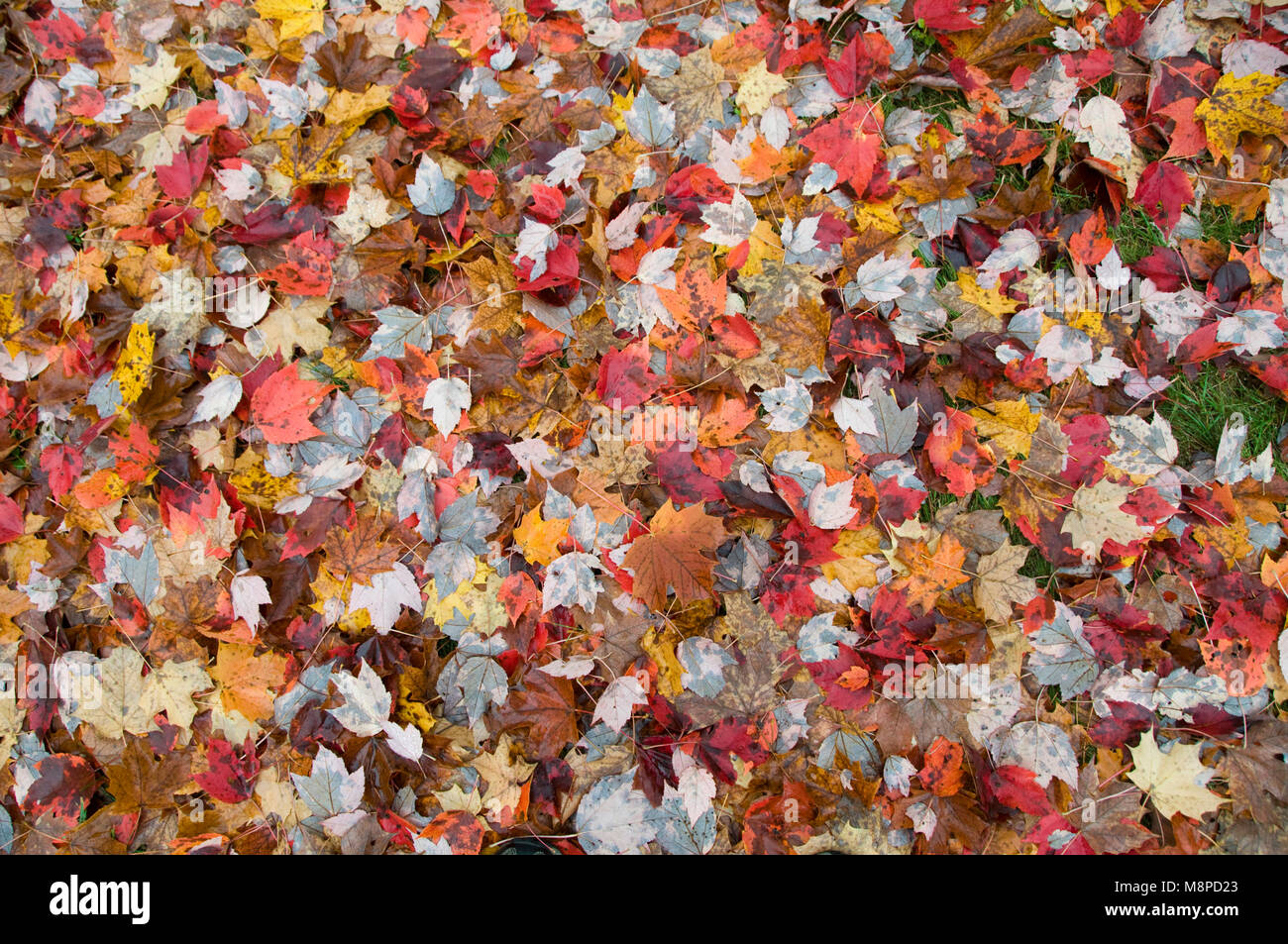 Leaf Carpet Stock Photos & Leaf Carpet Stock Images - Alamy