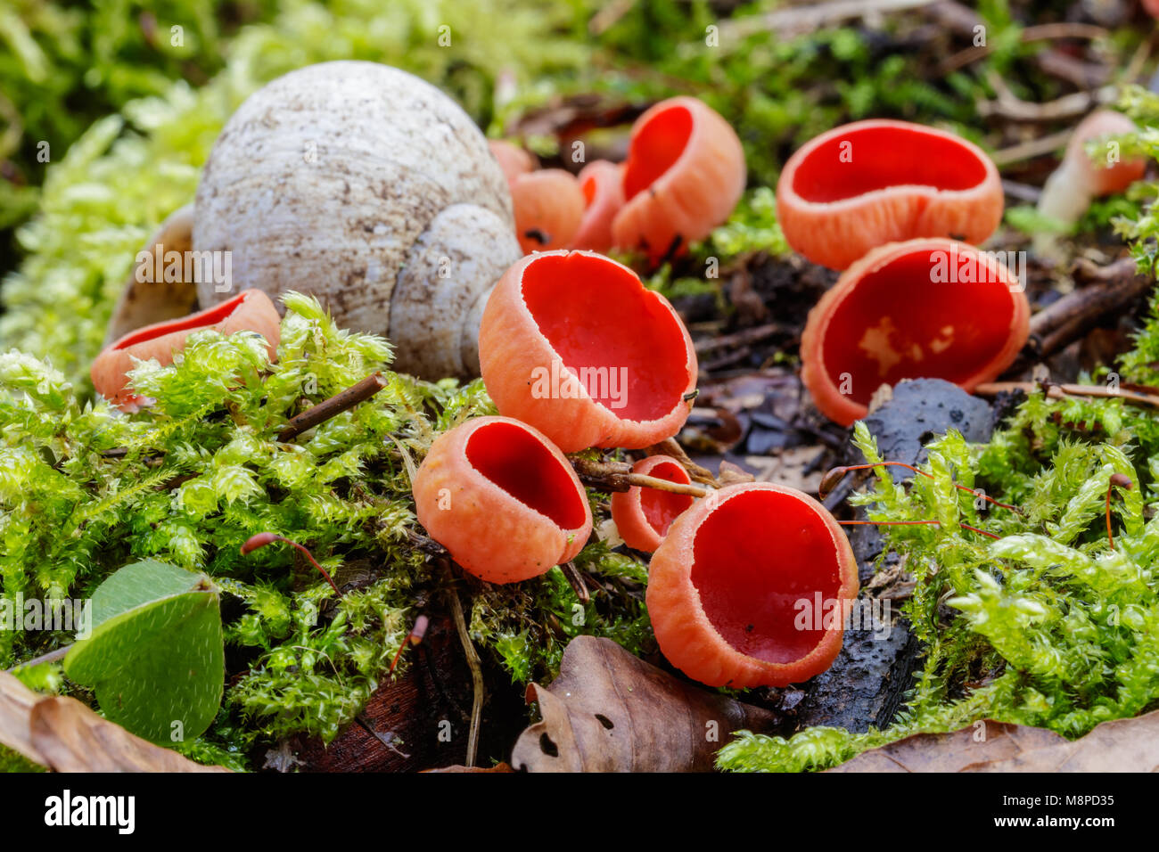 Scarlet elfcup hi-res stock photography and images - Alamy