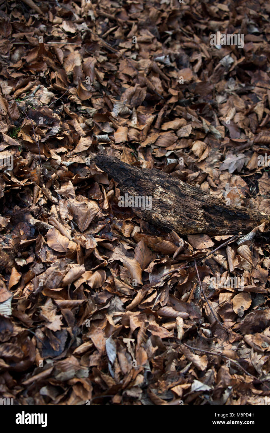 Fall or Autumn leaves and tree bark on the ground Stock Photo - Alamy